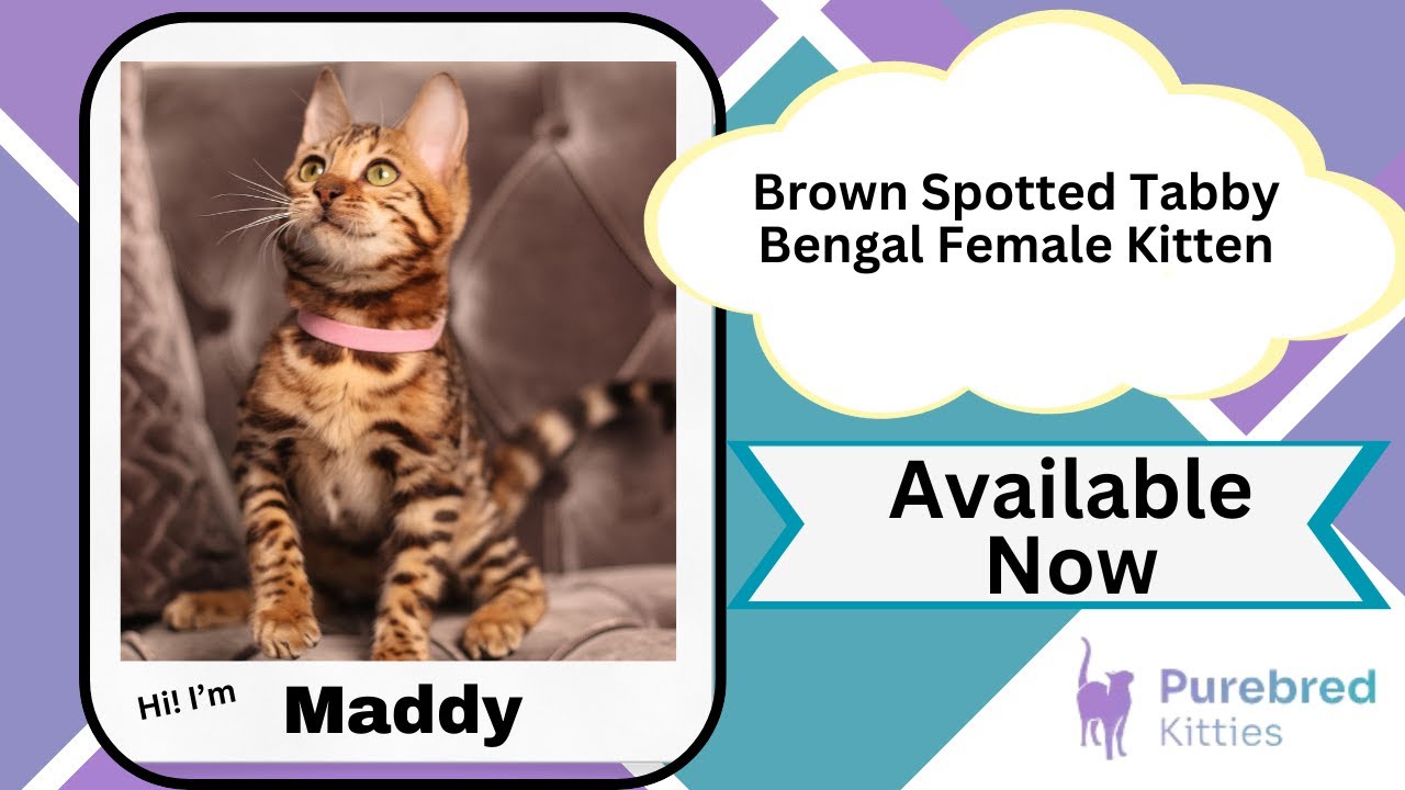 Maddy Brown Spotted Tabby Bengal Female Kitten Available Now | Purebred ...