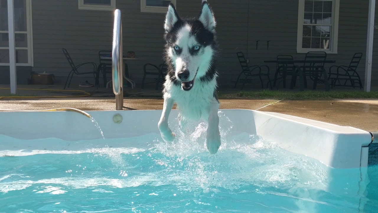 Bolt the Husky Diving into Pool & Swimming - YouTube