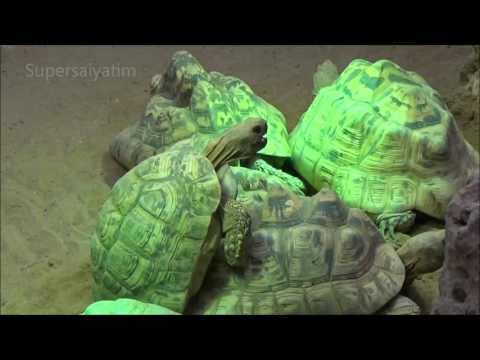 Zoo Duisburg, Schildkröten beim Sex