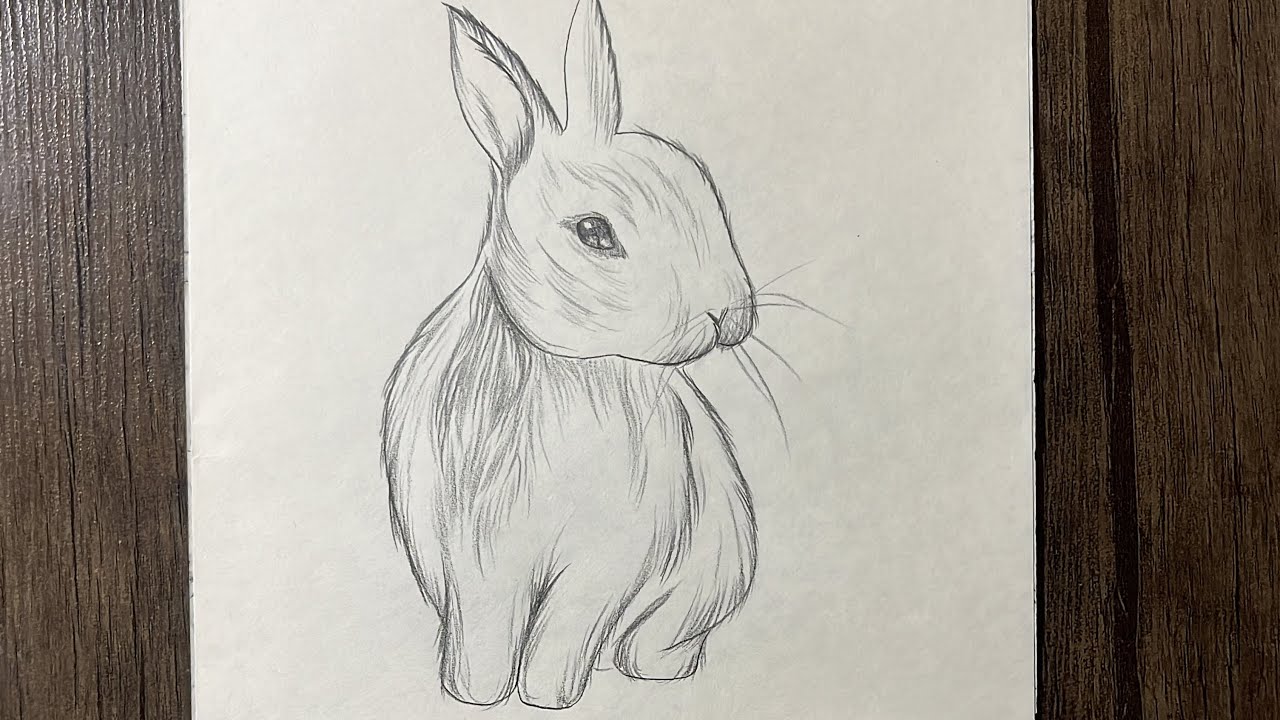 how to draw a cute Rabbit step by step | realistic animal drawing idea ...