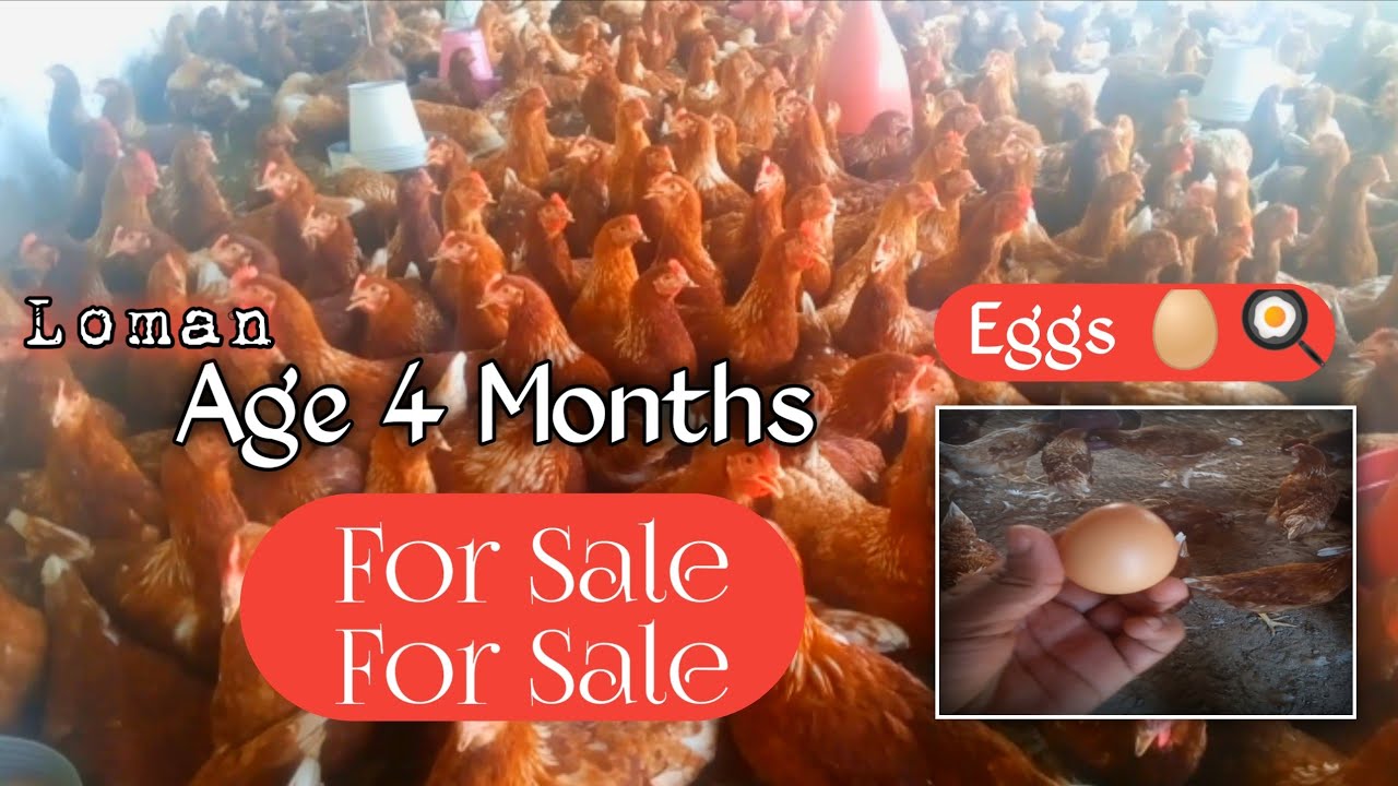 Loman brown hen For sale | sale sale | pashwar| hane sale |Gum name ...