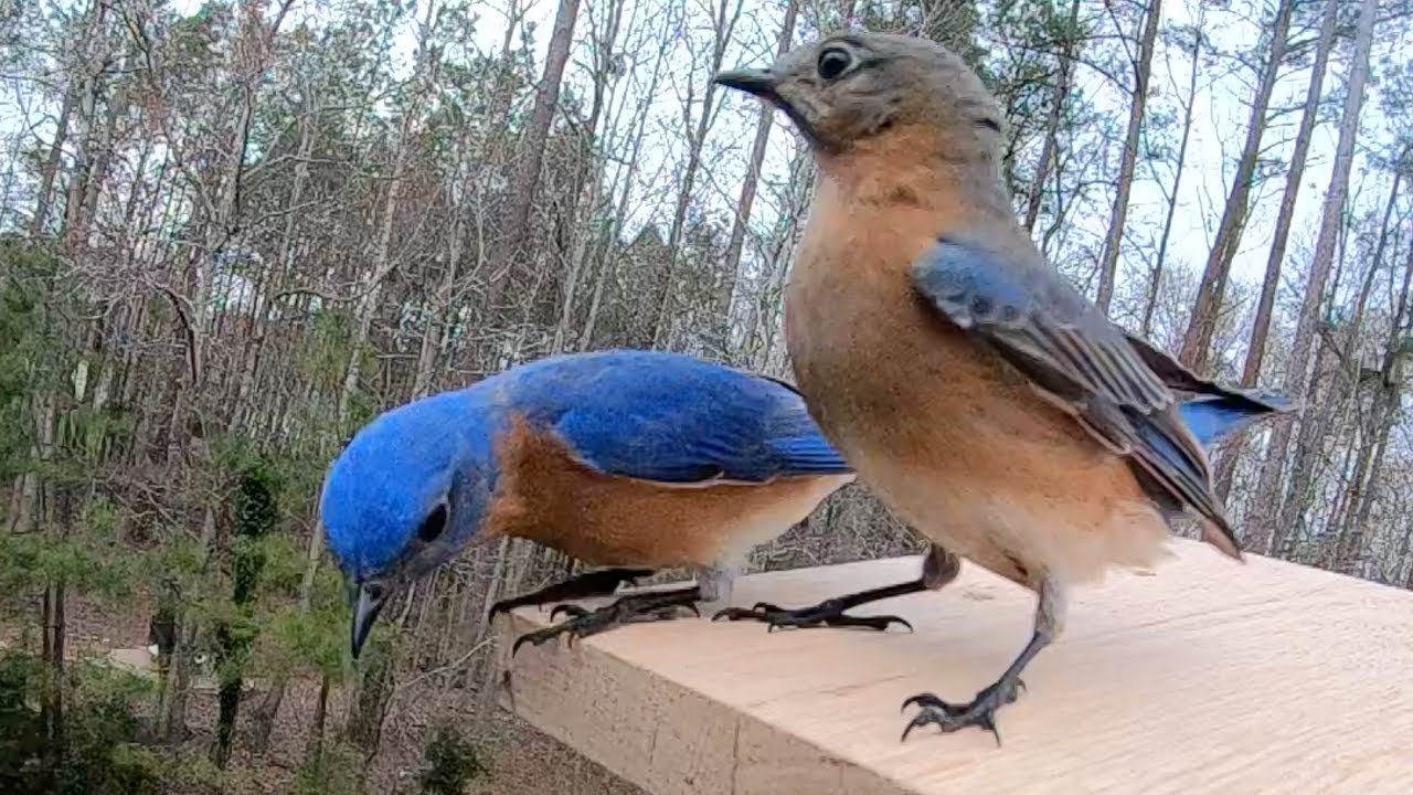 Bluebirds Slow Motion with Hawk Flying by at End 10088 - YouTube