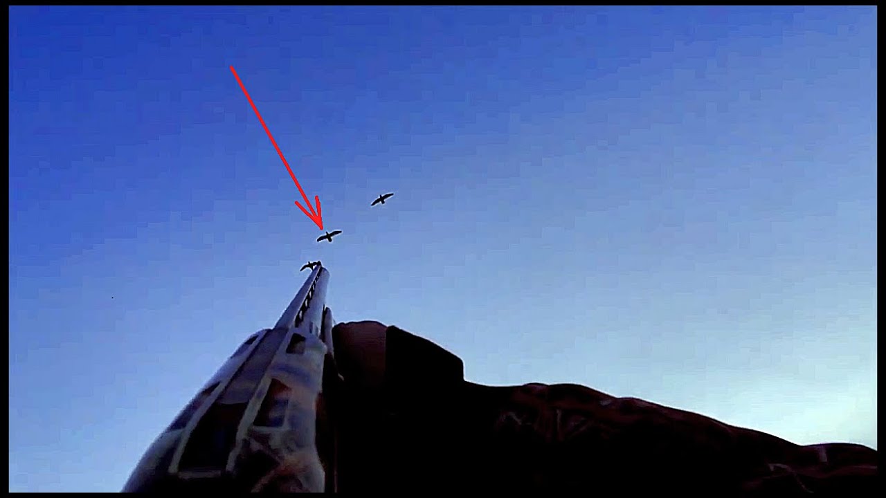 MASS HUNTING FOR NORTHERN GOOSE. BEGINNING OF OPENING FLIGHT TO THE ...