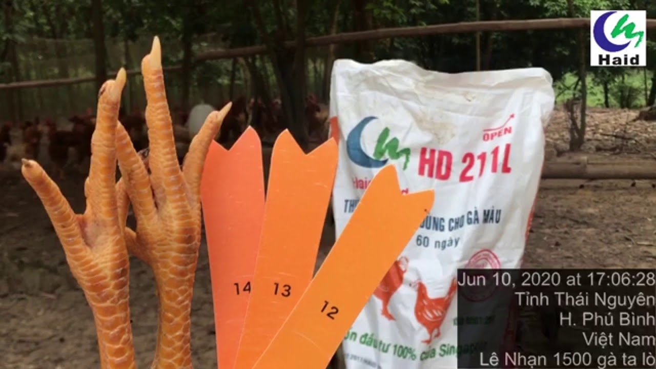 Công ty haid feed- thức ăn cho gia cầm Hiệu quả cao - YouTube