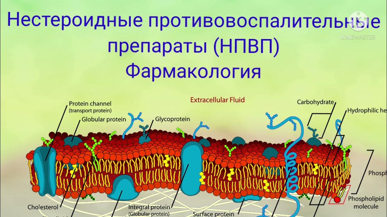 Нестероидные противовоспалительные препараты (НПВП, НПВС) Фармакология ...