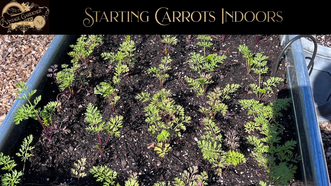 Starting carrots indoors - YouTube