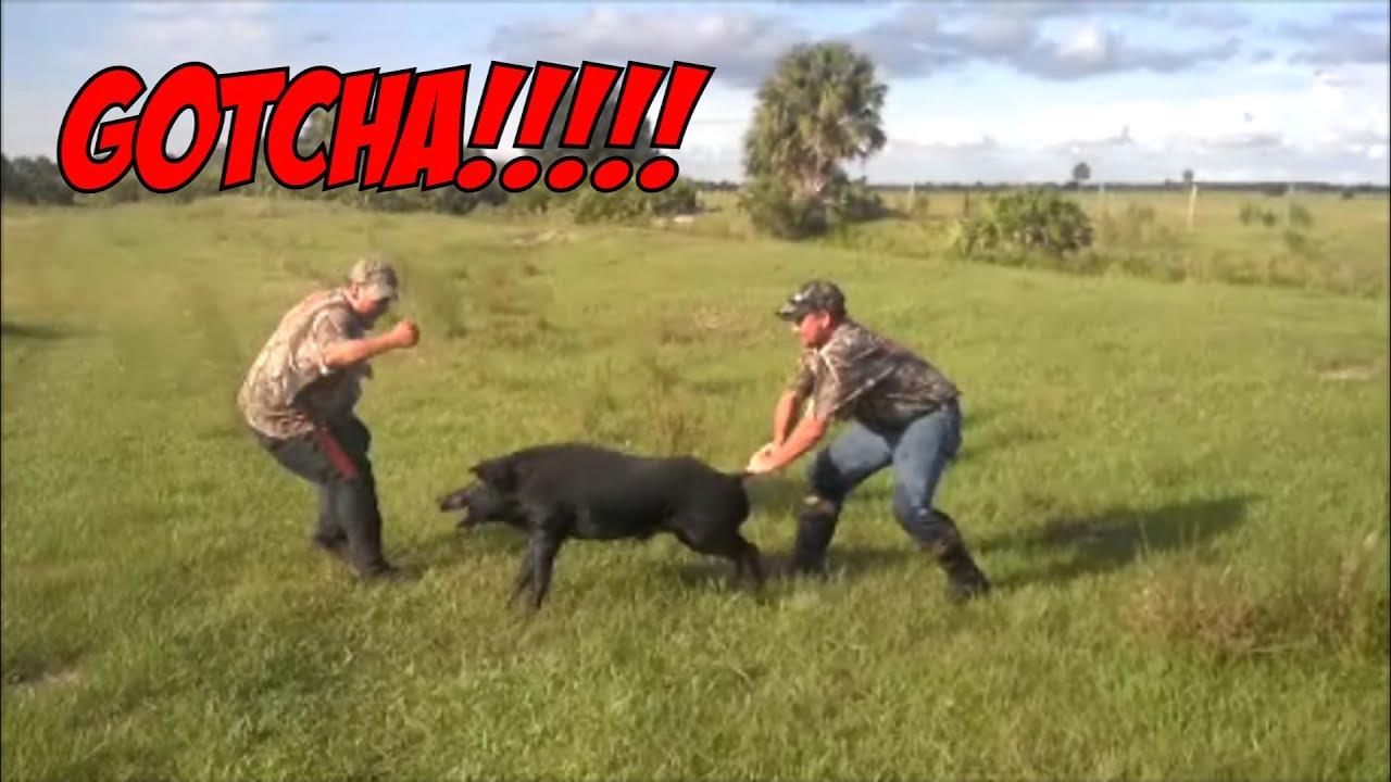 CHASING HOGS!!!!! - YouTube
