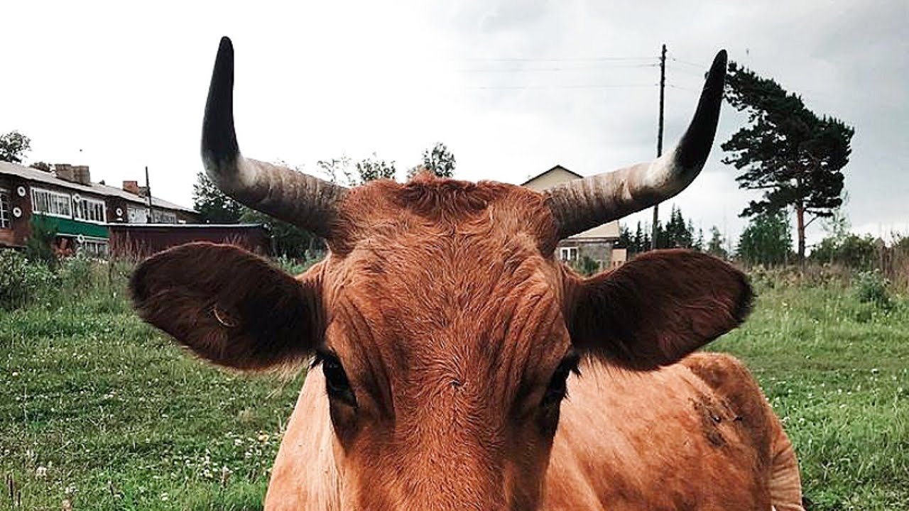 Modern Dairy Farming | Pretty Girls Milk Big Cows | - YouTube