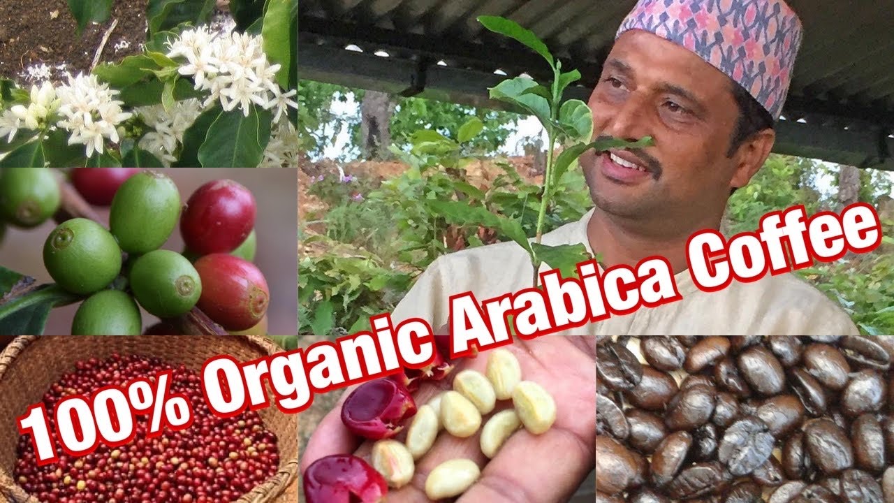 Himalaya Ontop Organic Coffee Estate ||Coffee Farm|| Nepal - YouTube