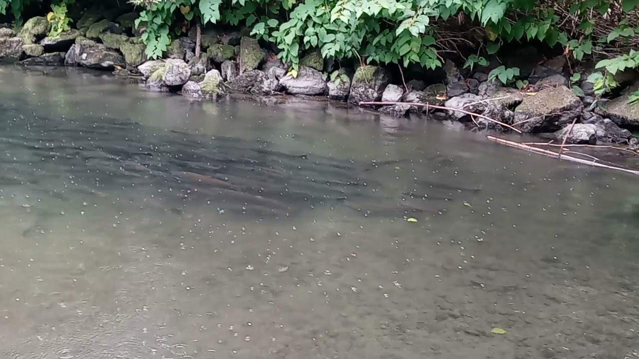 Salmónes en samish River Washington - YouTube