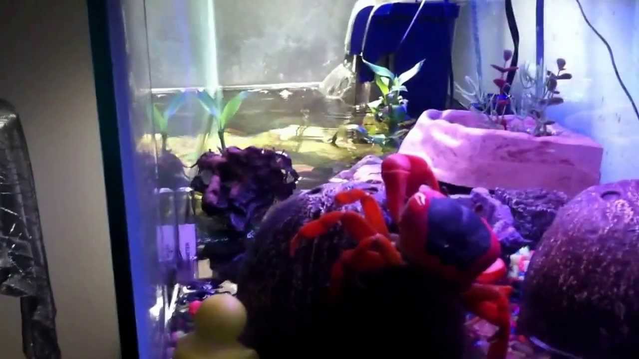 My awesome moon crabs! - YouTube