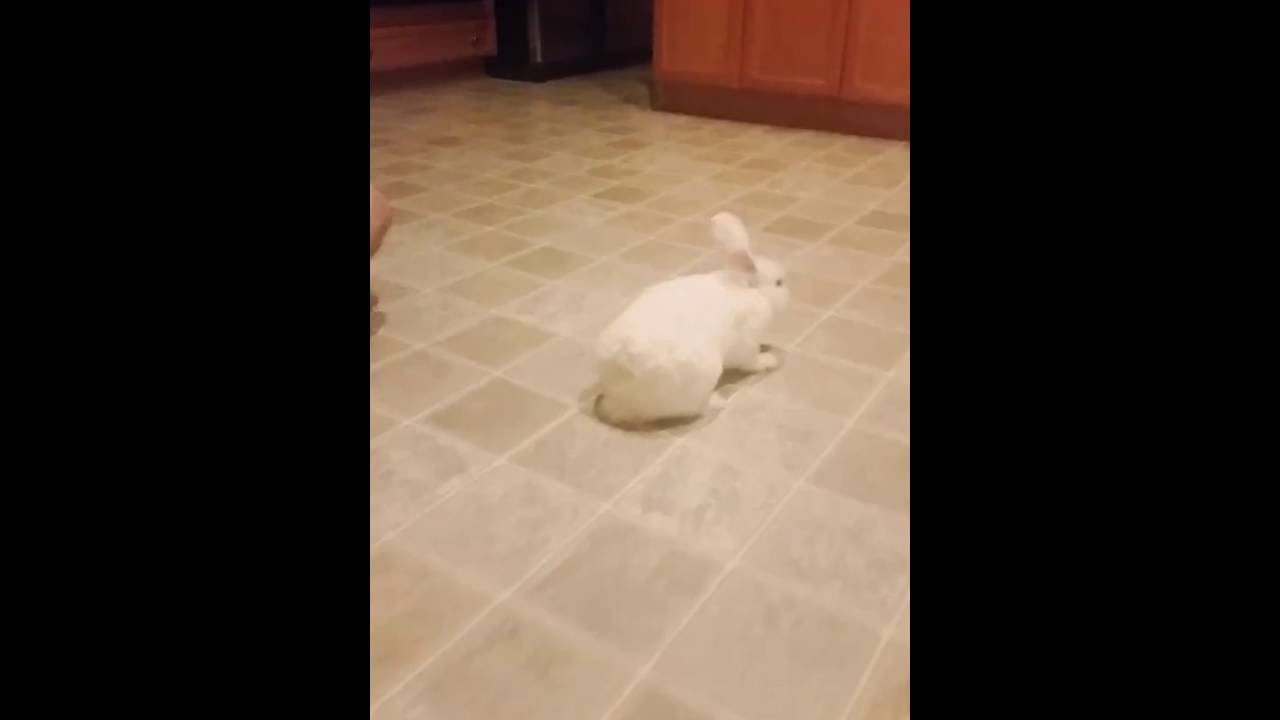 Bunny "HEAD TILT" - Possible E. Coniculi - DAY 1 - YouTube