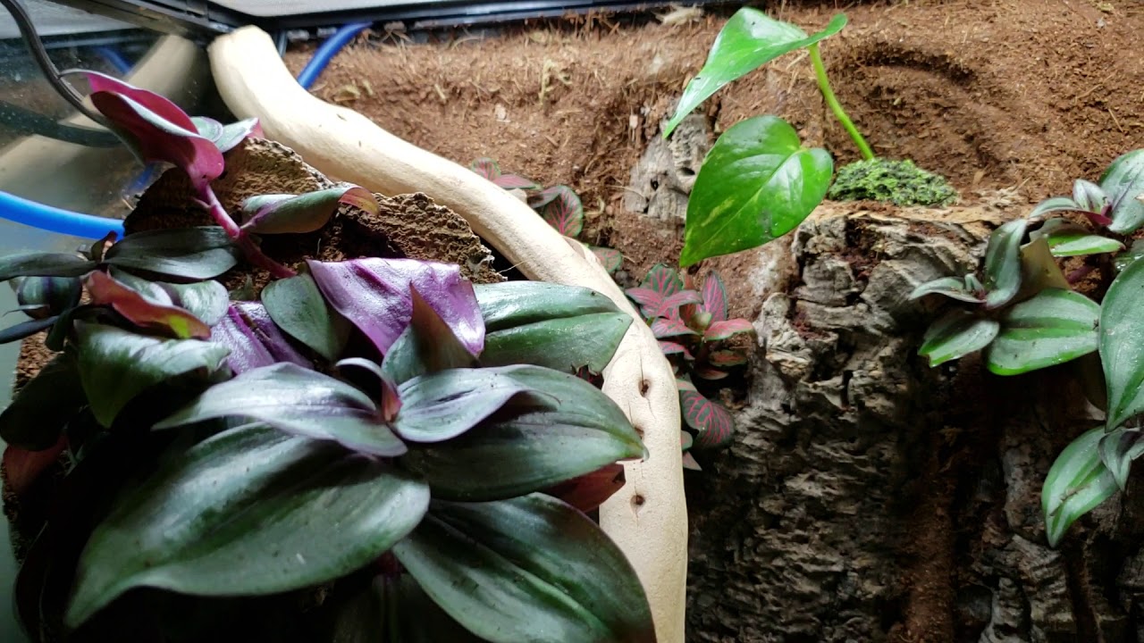 Mossy frog setup - YouTube