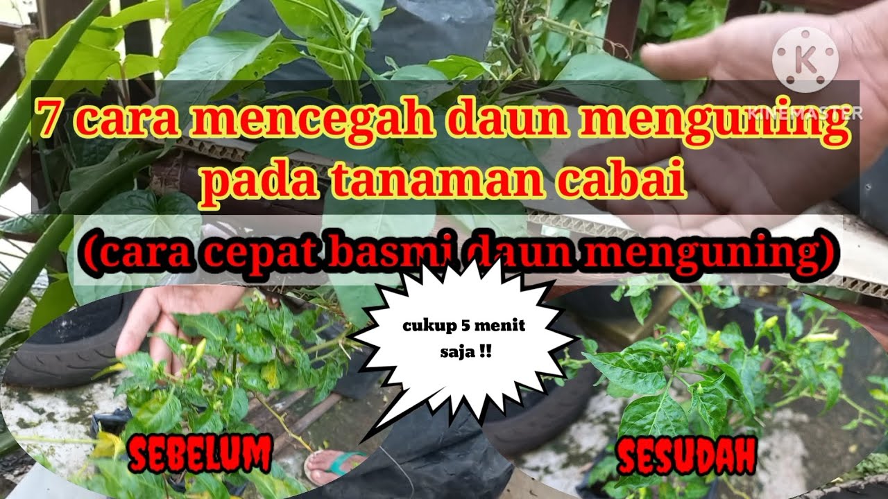 7 cara mencegah dan atasi daun menguning pada tanaman cabai ||How to ...