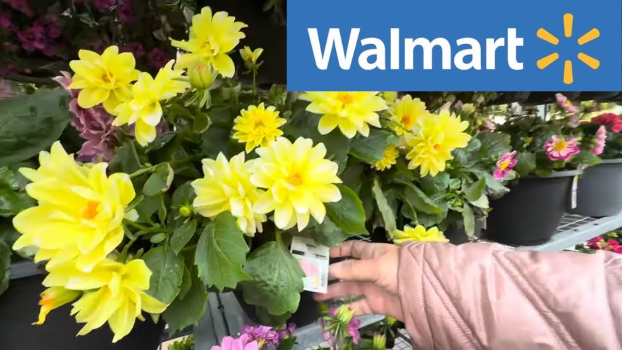 🌻WALMART GARDEN CENTER | SALE 2024 | WHAT’S NEW VARIETIES Perennials ...
