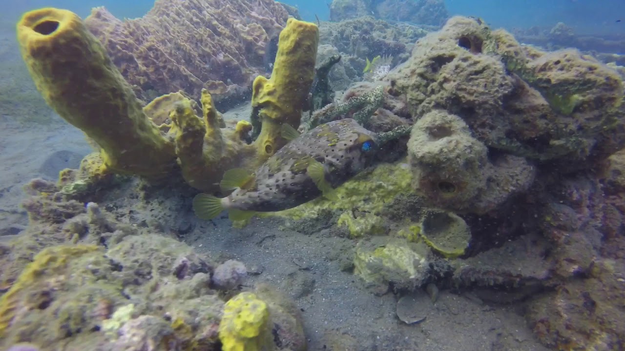 Martinique 2017 Turtle inside - YouTube