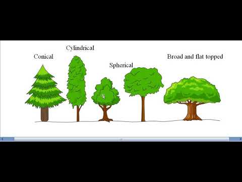 CROWN CLASSIFICATION IN FORESTRY - YouTube