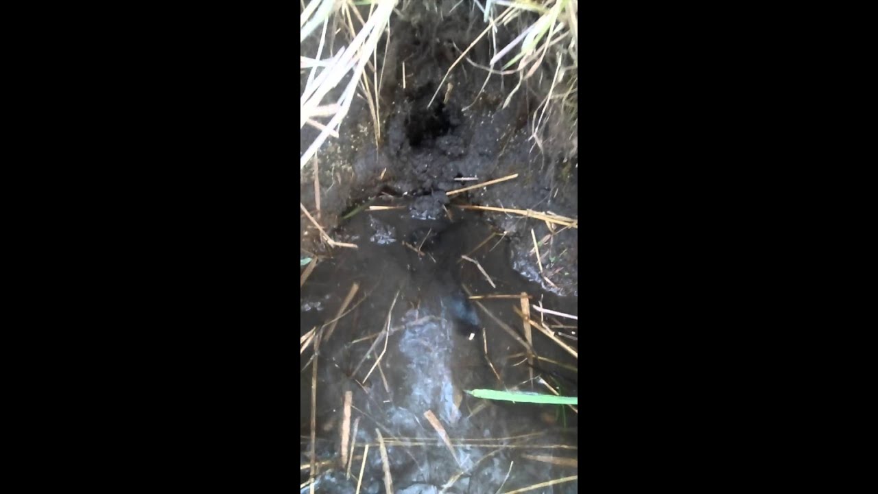 Mink Trapping- Pocket Set - YouTube