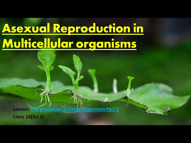 Multicellular Plants Biology Plants Multicellular Eukaryotic Organisms