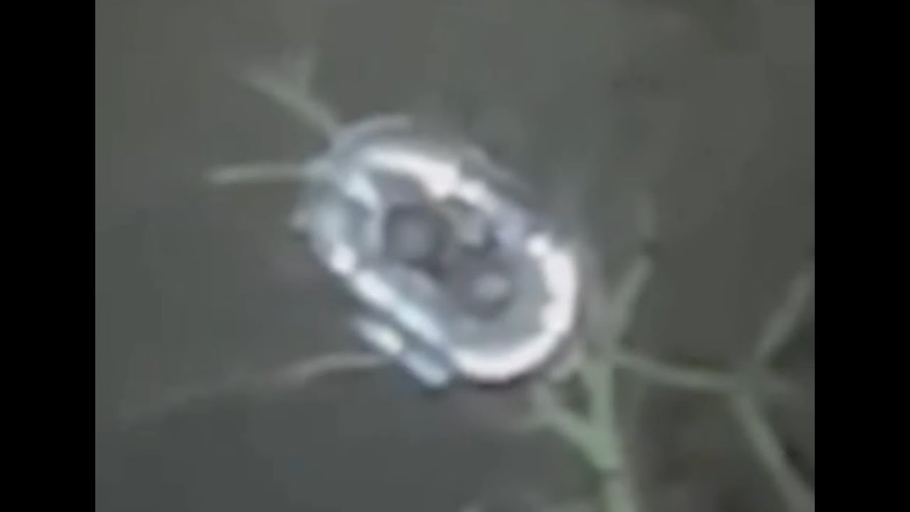 Drone (UFO/UAP) In A Tree in New Jersey! - YouTube