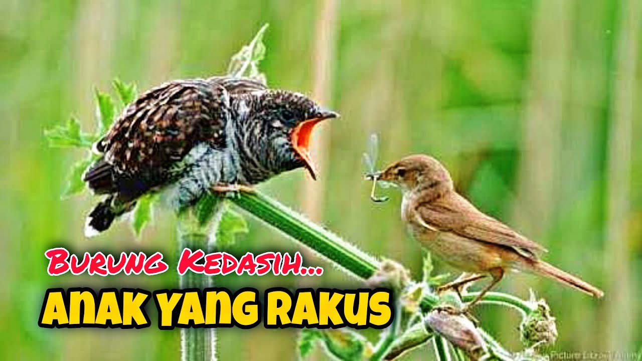 Anak Burung Kedasih Yang Rakus Induk Sampai Kelelahan - Cuckoo Bird ...
