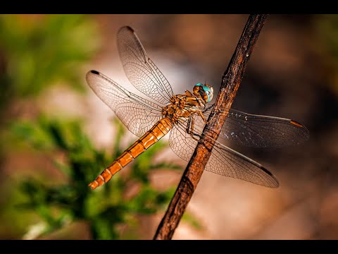 LIBELLULA - YouTube