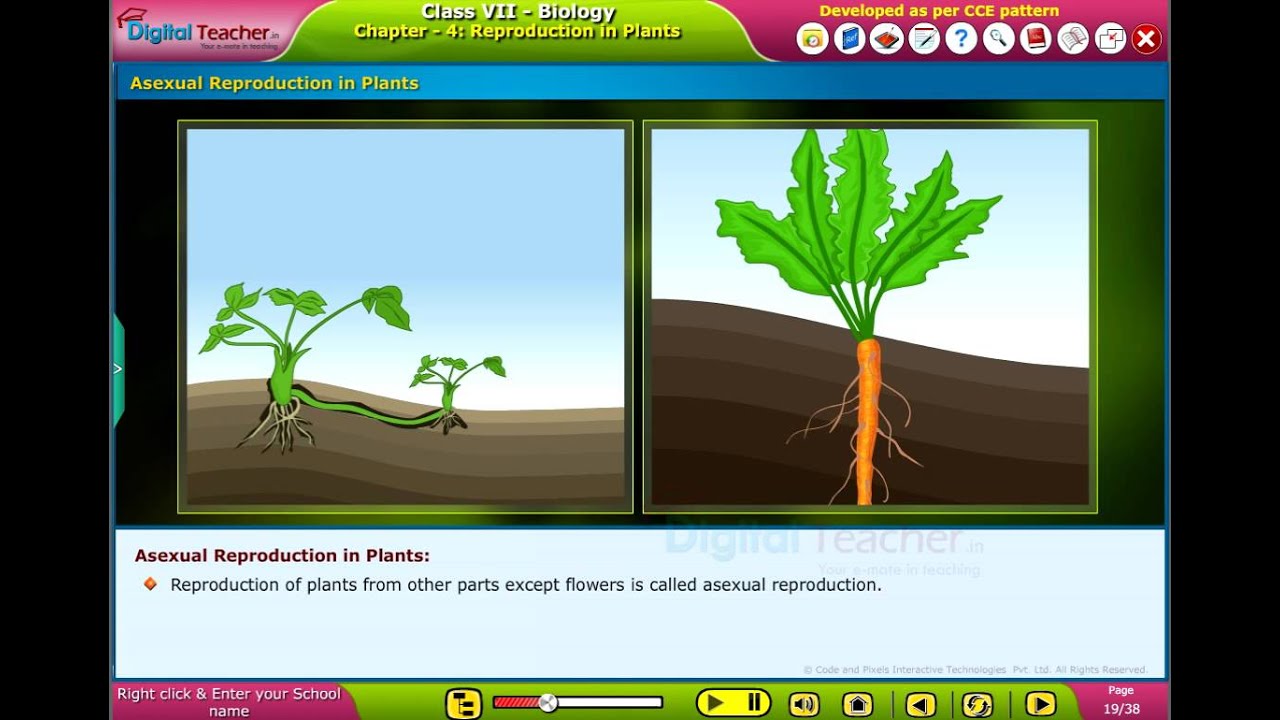 Asexual Reproduction in Plants, Class 7 Biology | Digital Teacher - YouTube