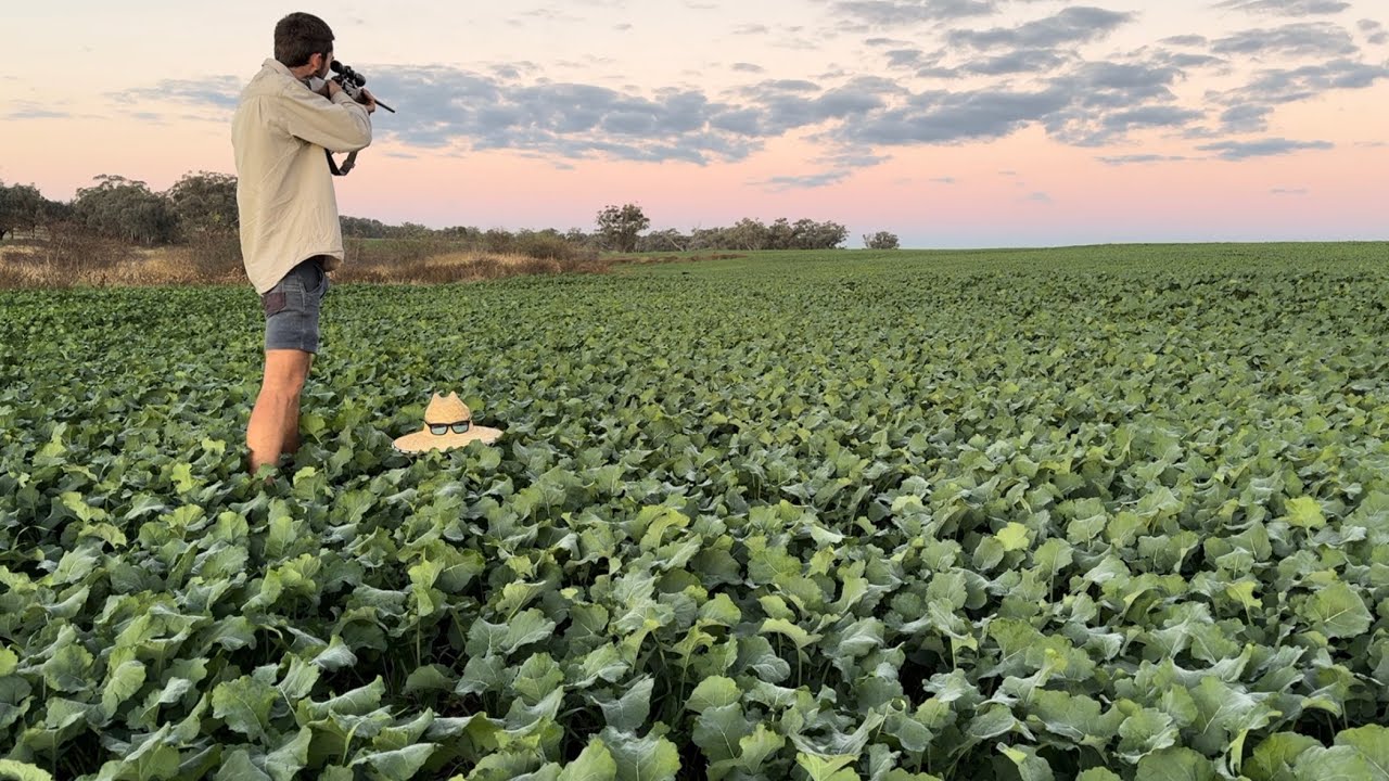 Pig shooting Australia - YouTube