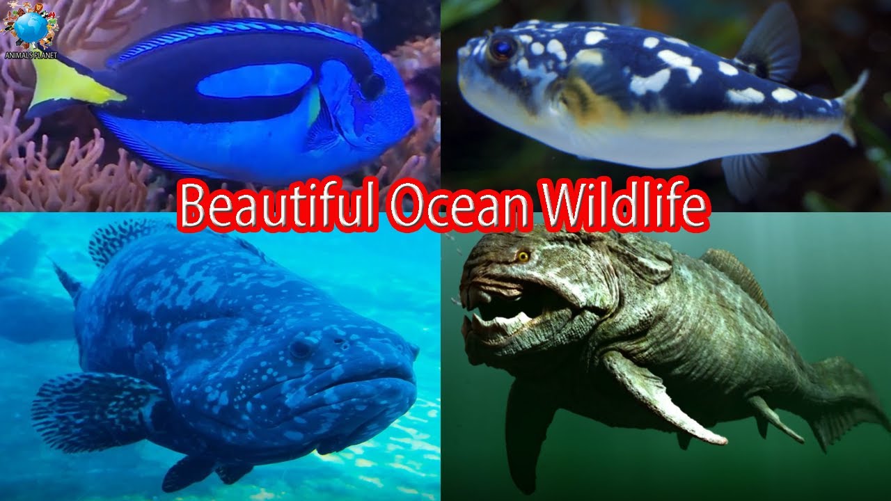 Beautiful Ocean Wildlife | Animals Planet - YouTube