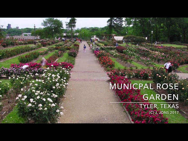 Rose Garden Center Tyler Tx | Fasci Garden