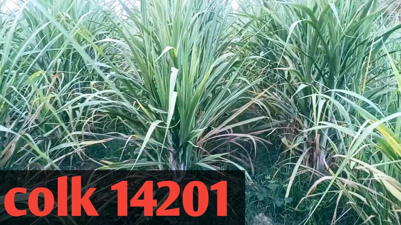 गन्ने की खेती#colk-14201 - YouTube