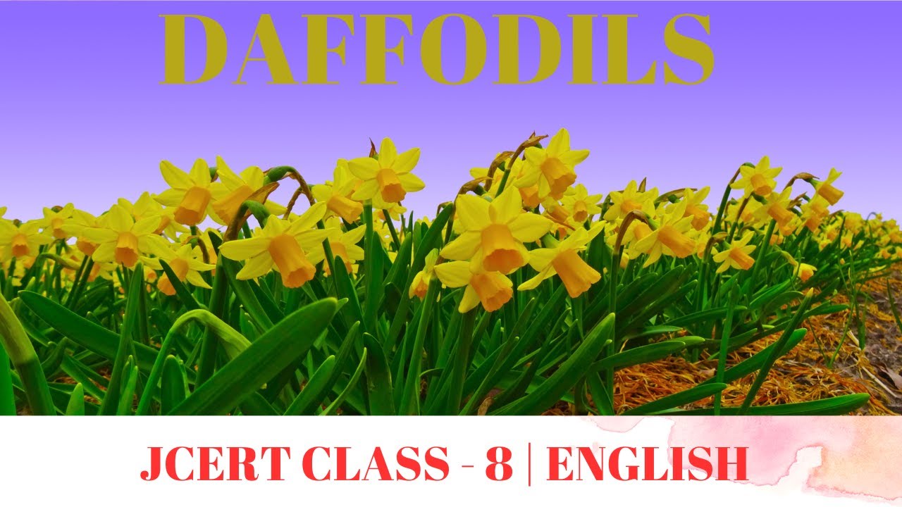 Daffodills by William Wordsworth | class 8 English poem | JCERT 2024 ...