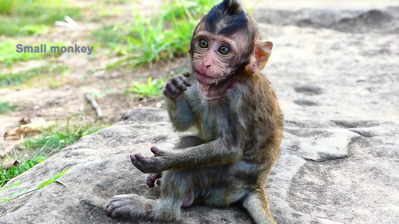 Looking So cute baby monkey Lucas !! - YouTube