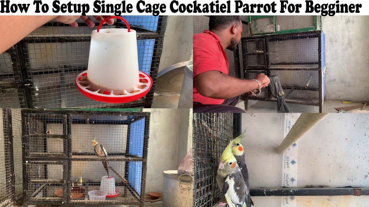 HOW TO SETUP SINGLE CAGE COCKATIEL 🦜|| NEW CAGE SETUP COCKATIEL ...