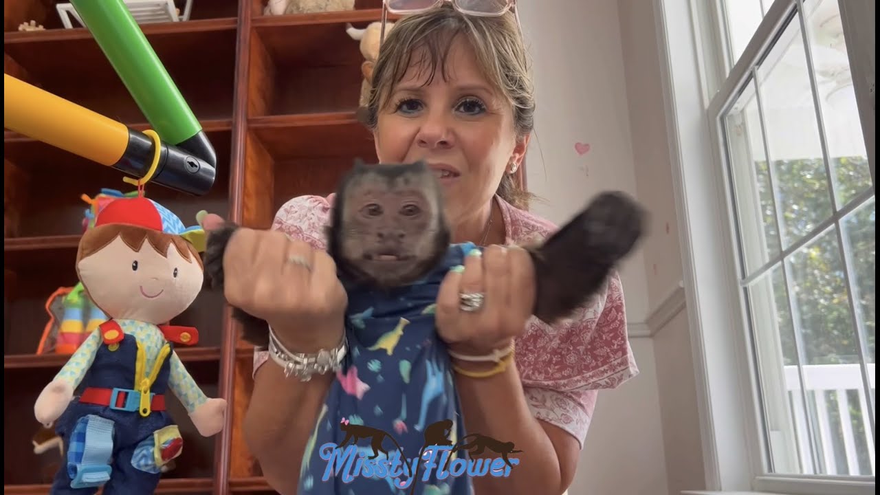 Tutorial on “How to catch a Monkey”! MONKEY TOBY Vs. MAMA 🙈🤭 - YouTube