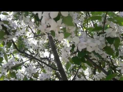 MAR INFLORIT ||| ALBINELE POLENIZEAZA FLORILE DE MAR - YouTube