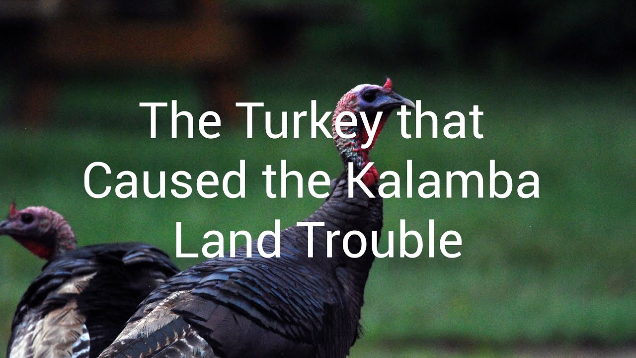011 Short Reads - The Turkey that Caused the Kalamba Land Trouble - YouTube