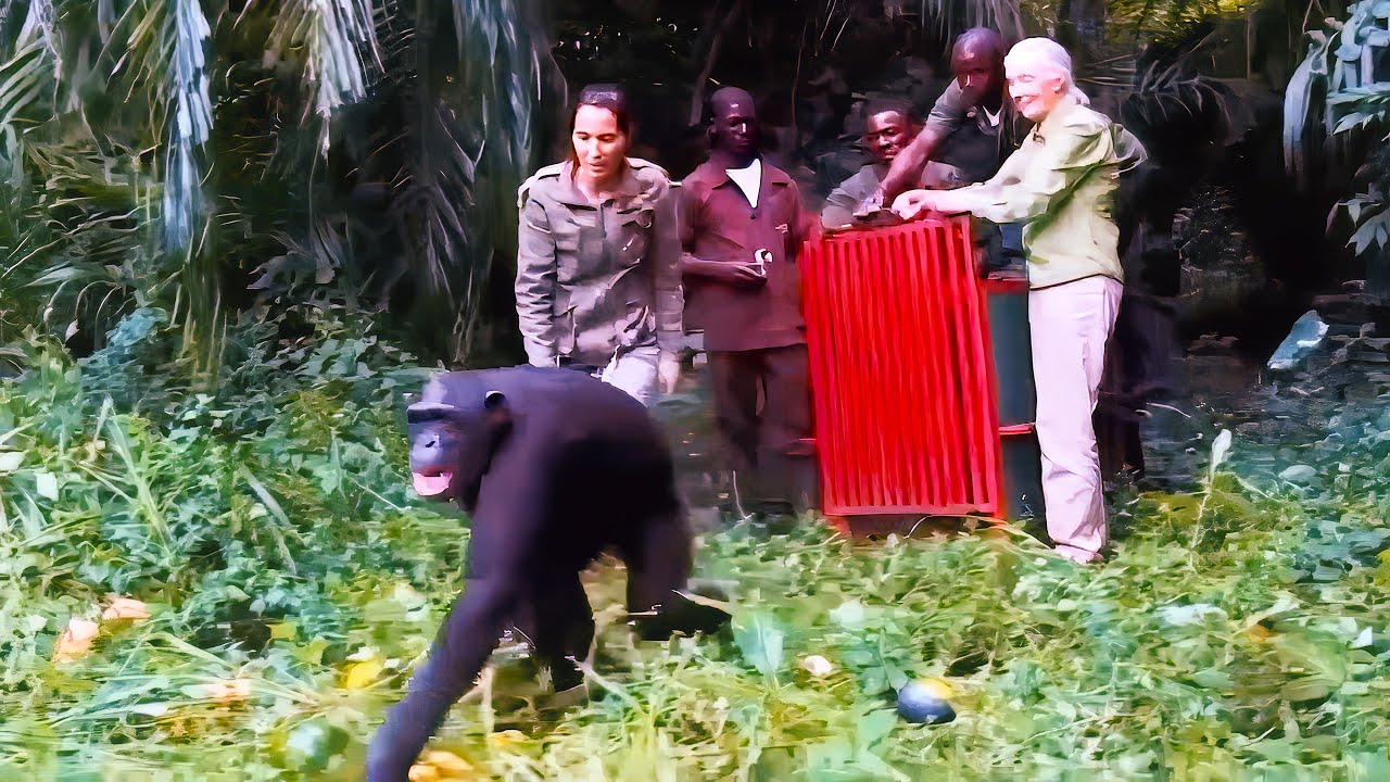 Animals Being FREED For The Very First Time - YouTube
