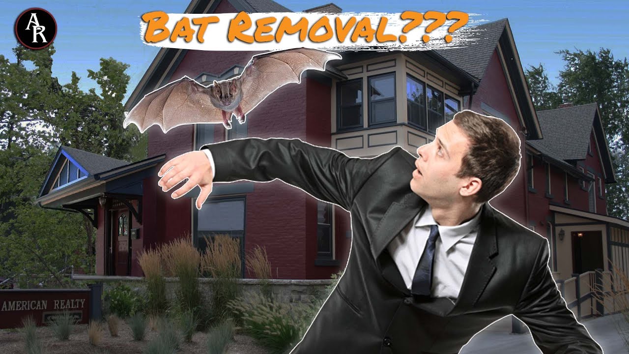 Maintenance Video #3 Bat Removal - YouTube