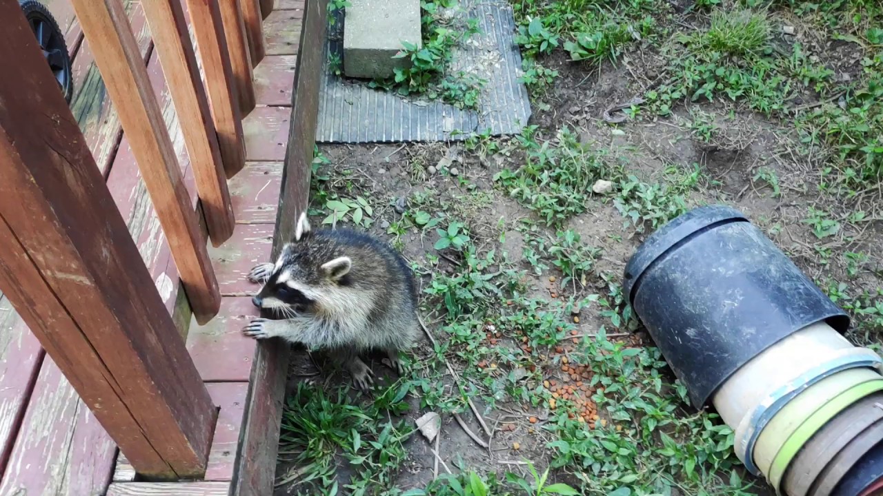 This Teenaged Raccoon Just Doesn't Care. - YouTube
