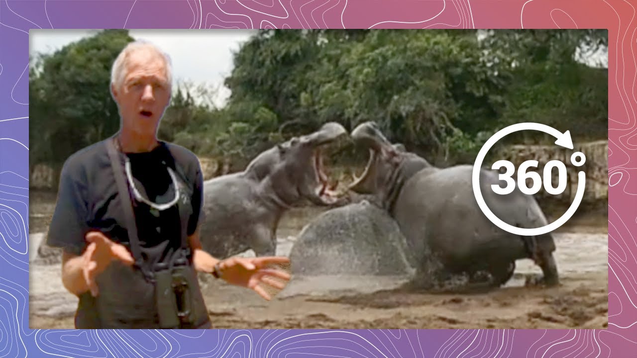How to Survive Being Attacked by a Hippo | Wildlife in 360 VR - YouTube