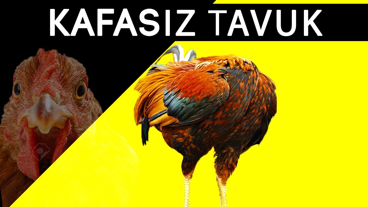 Kafası Olmadan Yaşayan Tavuk Mike - YouTube