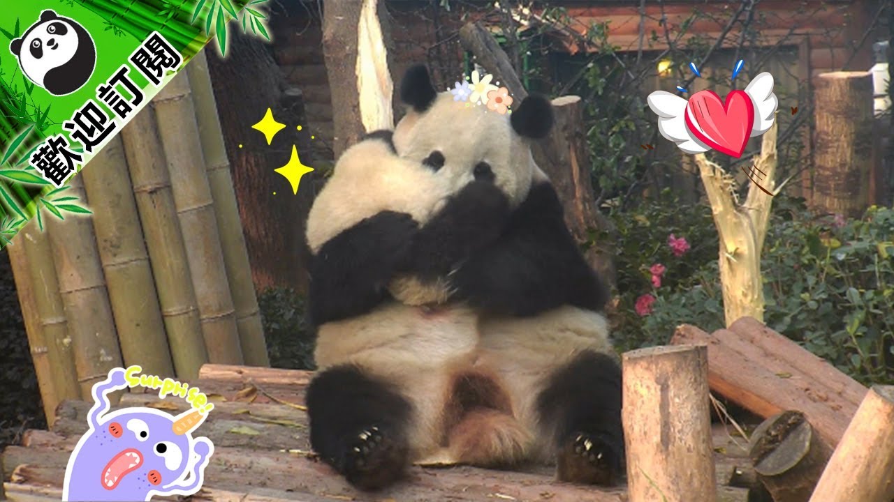 《熊貓早晚安》媽媽的乖寶貝 | iPanda Channel - YouTube