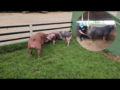 Pode Abater o Porco Sem Castrar🤔🐷🐖