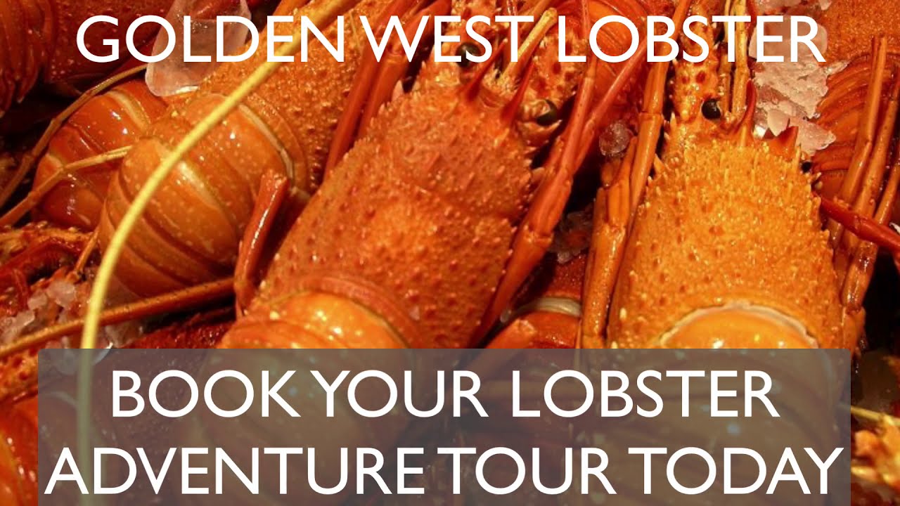 GOLDEN WEST LOBSTER TOURS - PERTH - WESTERN AUSTRALIA - YouTube
