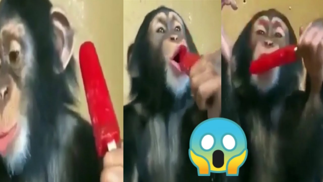 chimpanzee eating ice cream | Chimpanzee funny video #shorts - YouTube