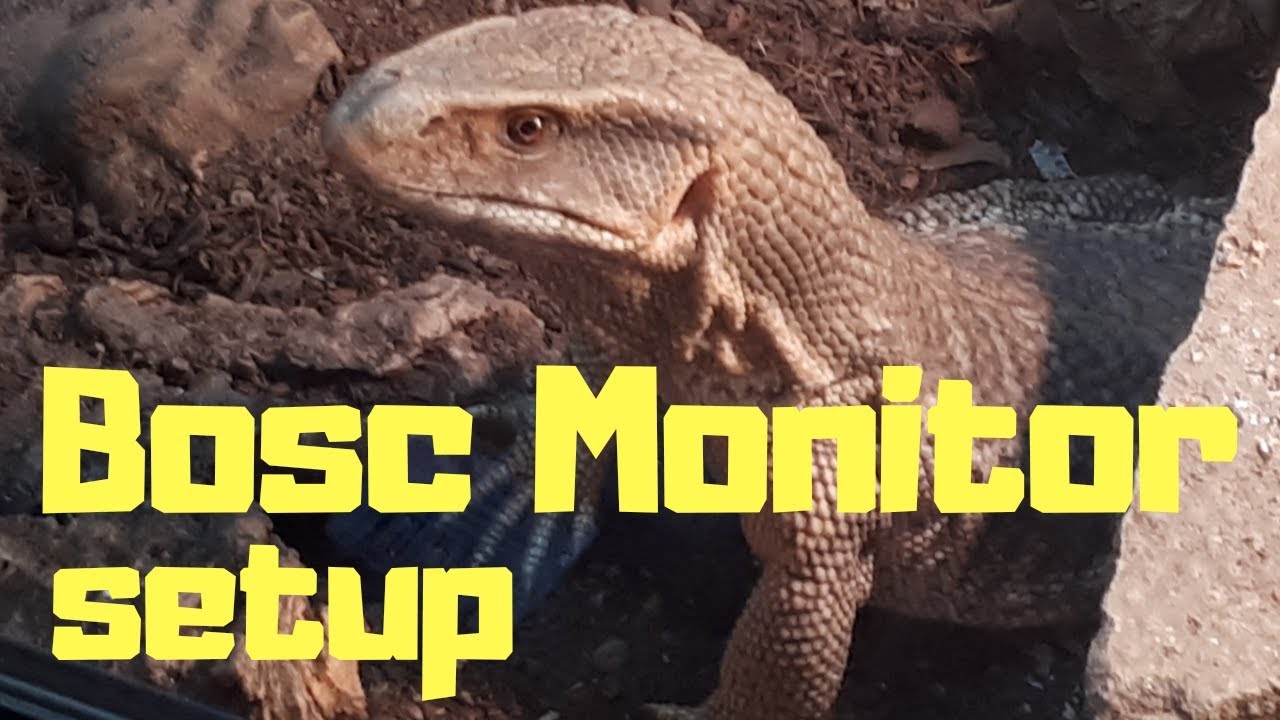 Bosc / Savannah Monitor Setup Updated And Changed To Acomedate His ...