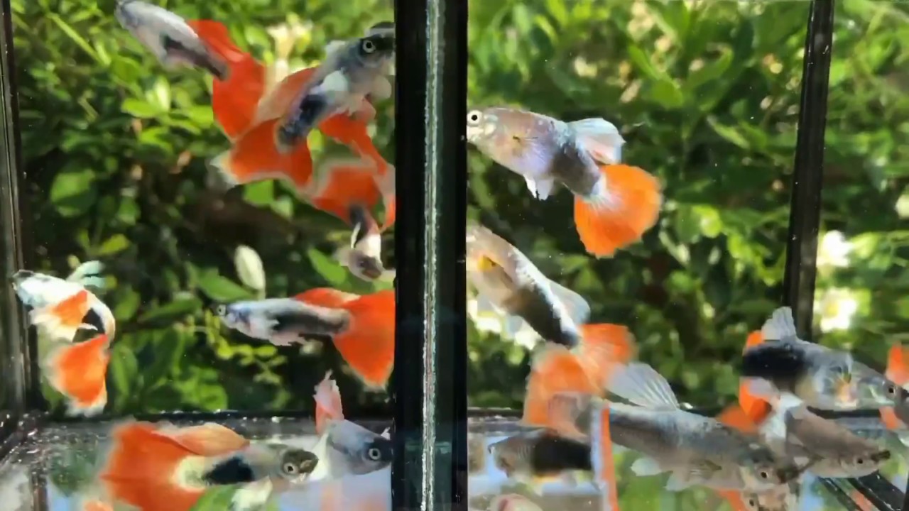 Santa Claus Guppy - YouTube