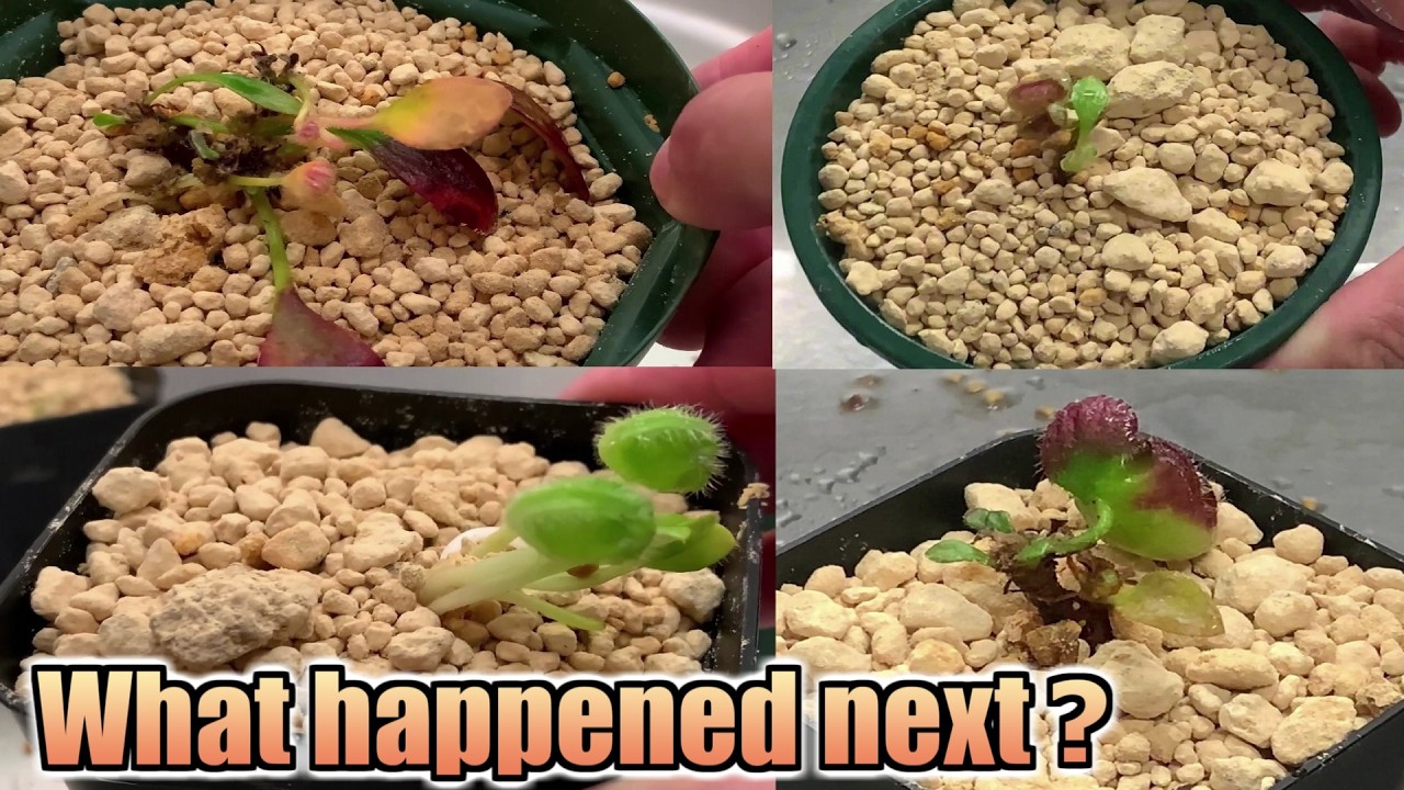 Carnivorous Plant Cephalotus follicularis Care "Changes after divide ...