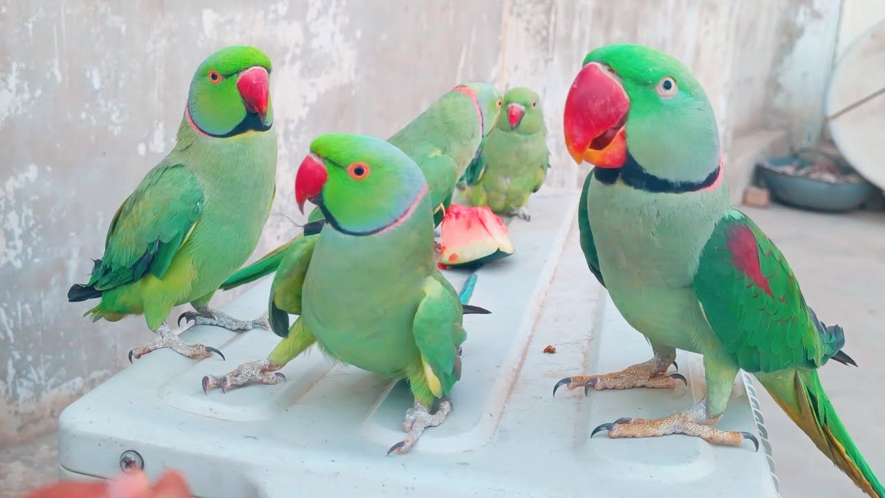 Talking Parrots Raw And Ringnecks Family Talking,Gathering And Meeting ...
